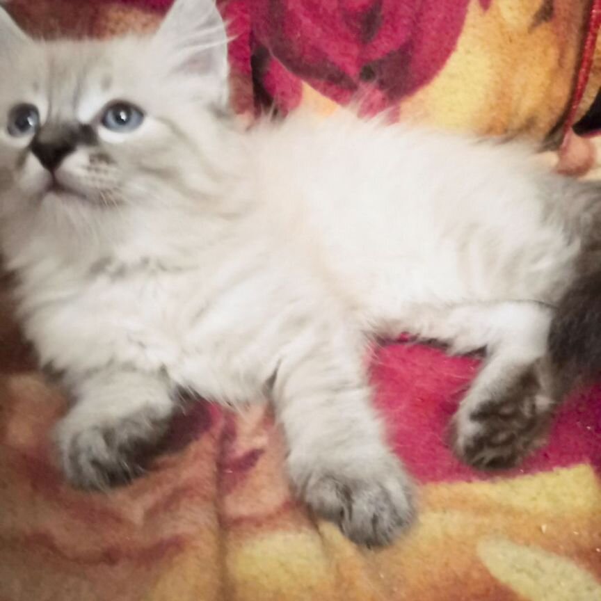 Три котика, три защитника отечества