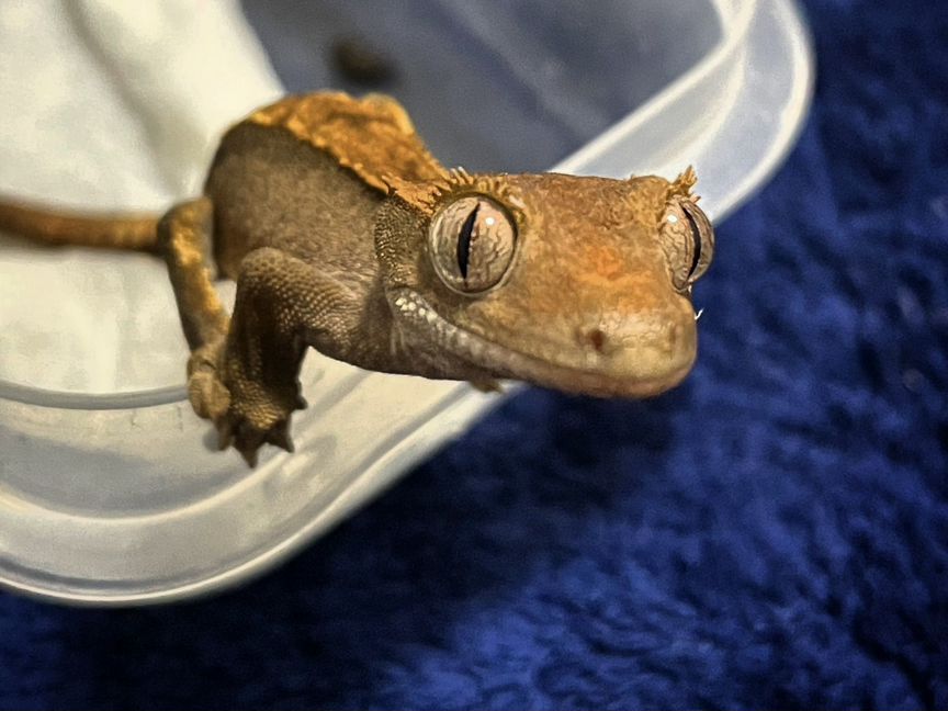 Реснитчатые бананоеды