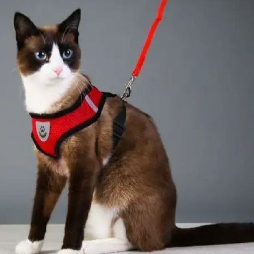 Шлейка для кошки или маленькой собачки