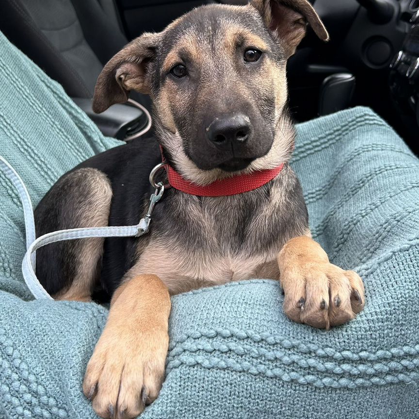 Милый щенок ищет дом