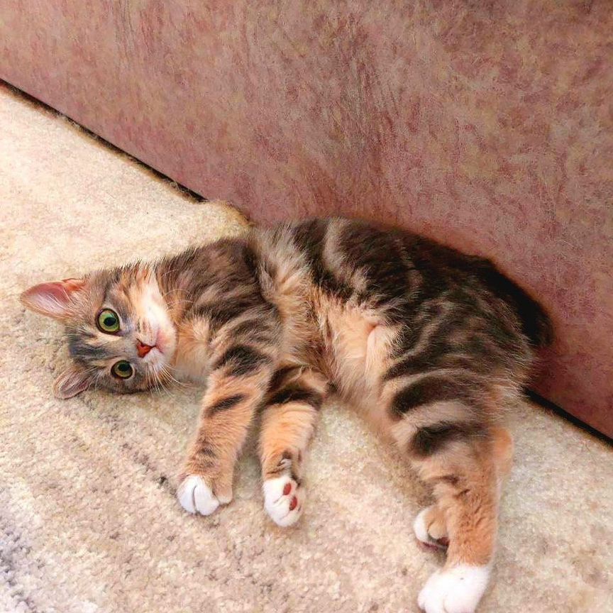 Котенок бобтейл Кузьма в дар