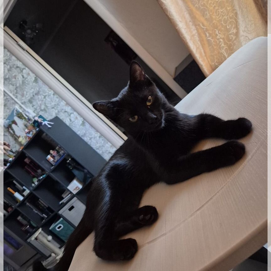 Кошки