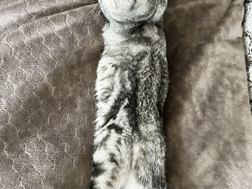 Шотландский кот в добрые руки