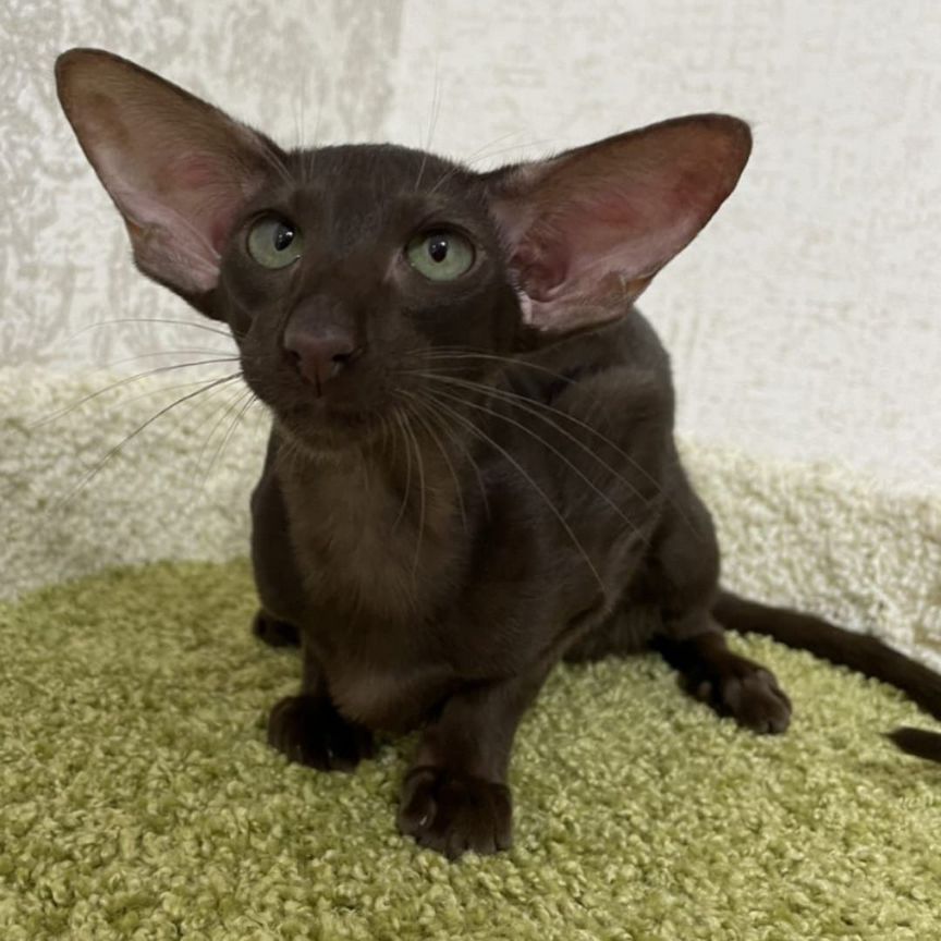 Ориентальные котята в экстрим типе