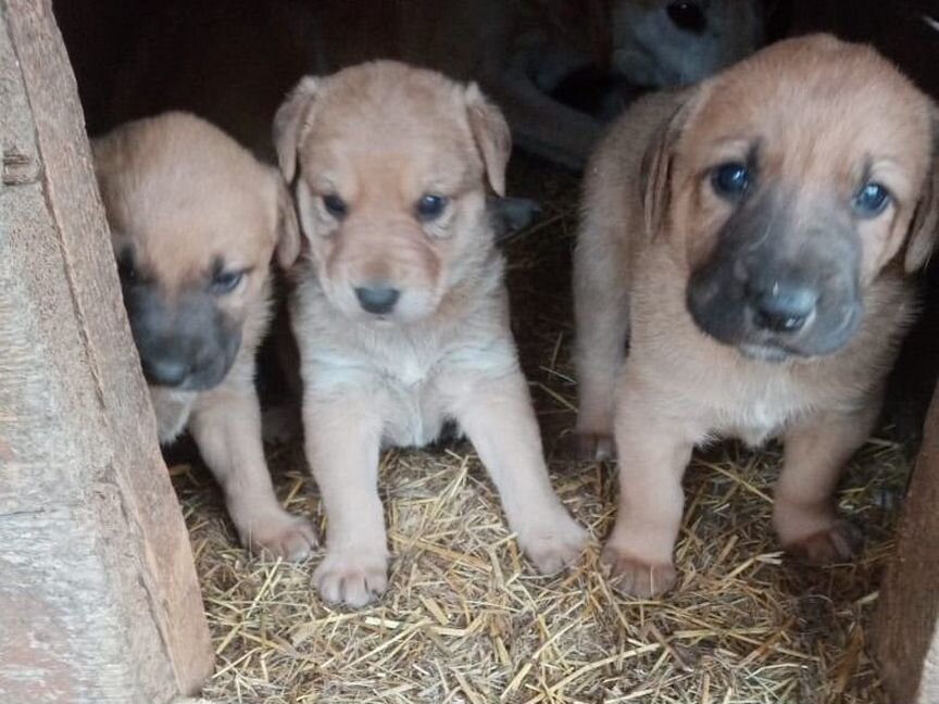 Щенки бесплатно