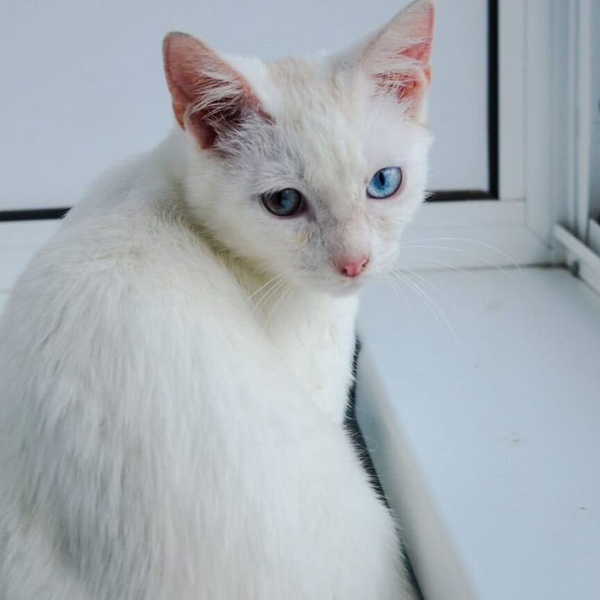 Котик-милота