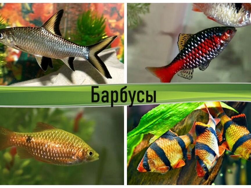 Аквариумные рыбки барбусы в ассортименте