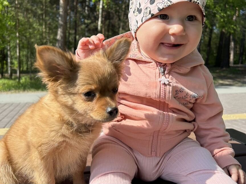 Отдадим щенка немецкого шпица в добрые руки