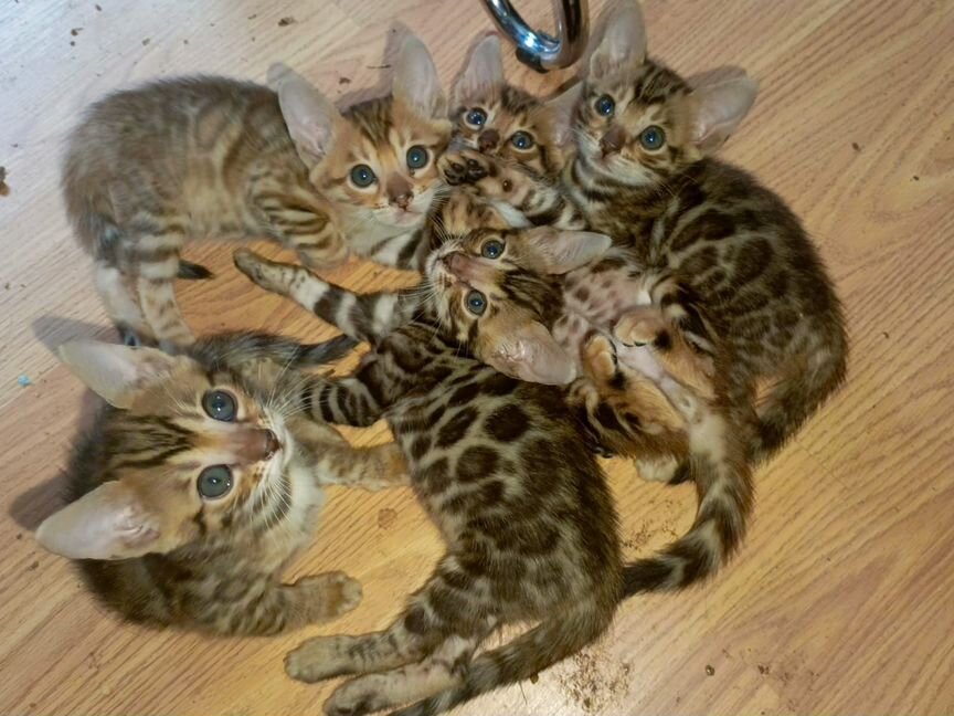 Бенгальские котята