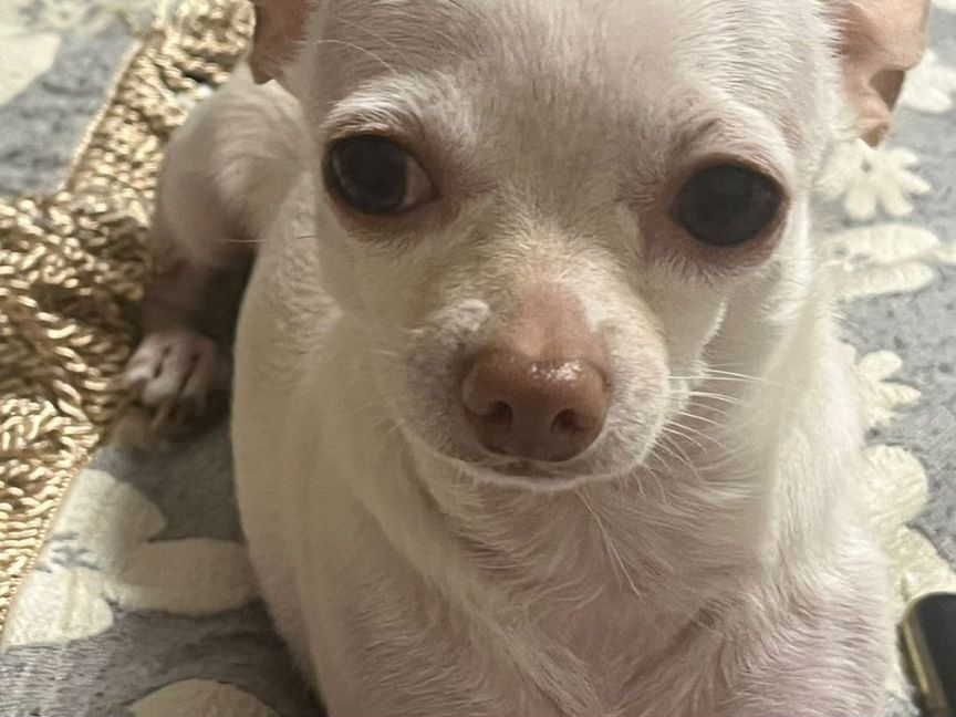 Карликовый пинчер Кобель.вязка