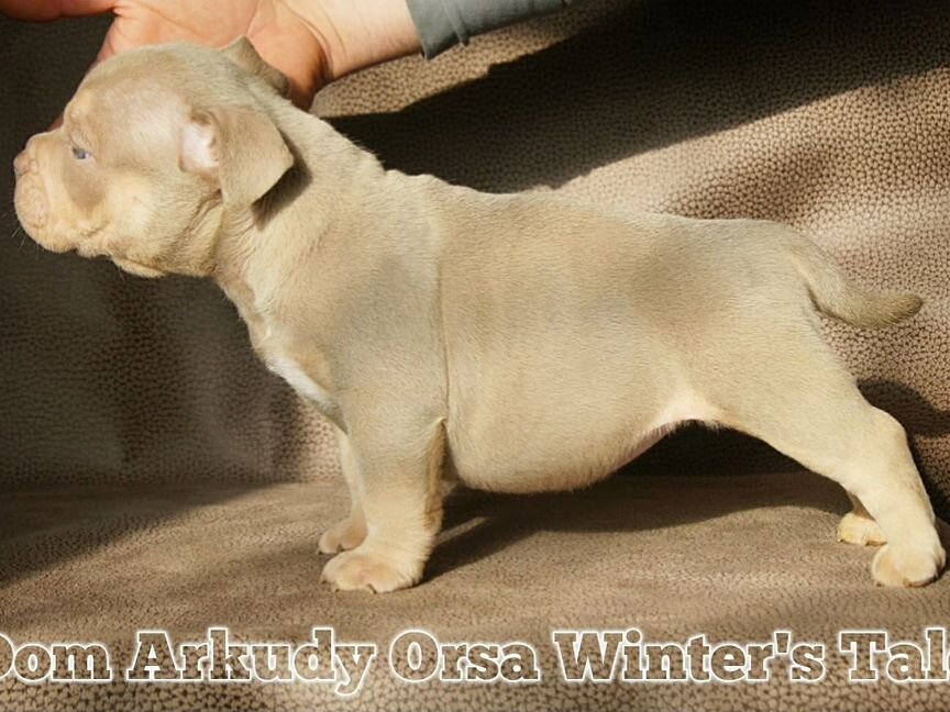 Американский Булли Питомник