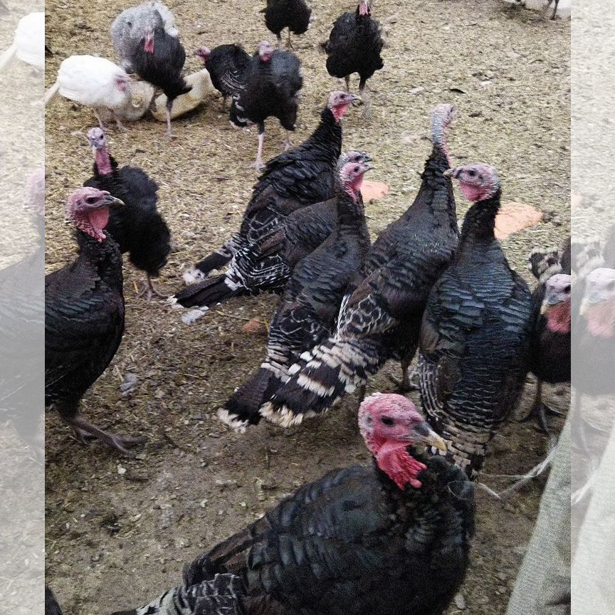 Индюки на племя