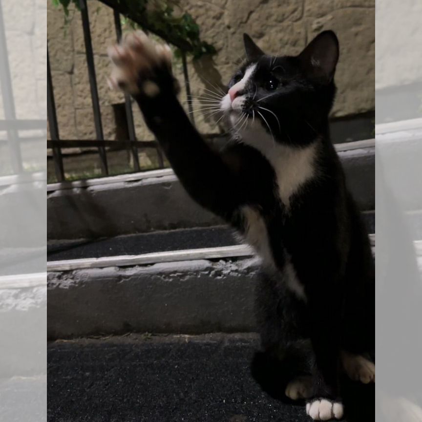 Очень тактильный котик