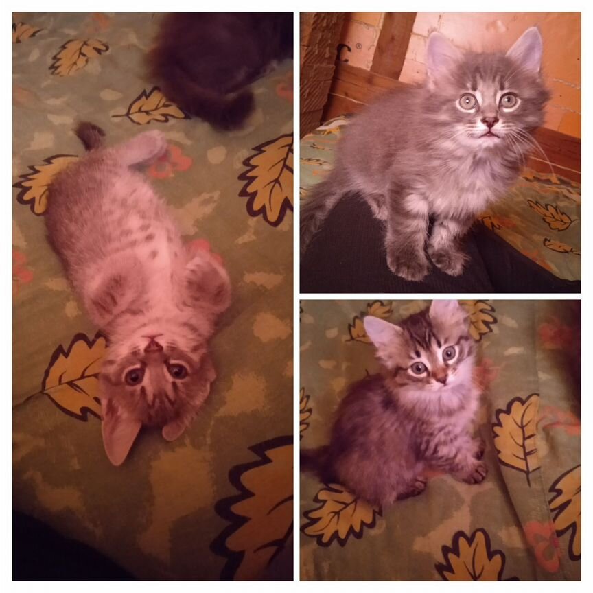 Котята в добрые руки