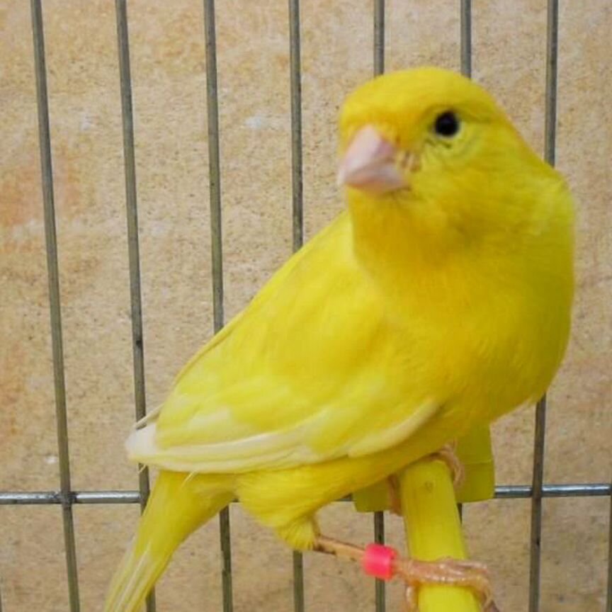 Кенара и канарейка