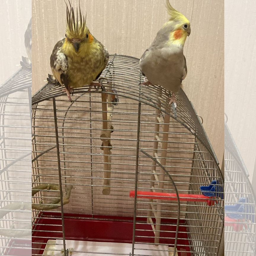 Попугай корелла