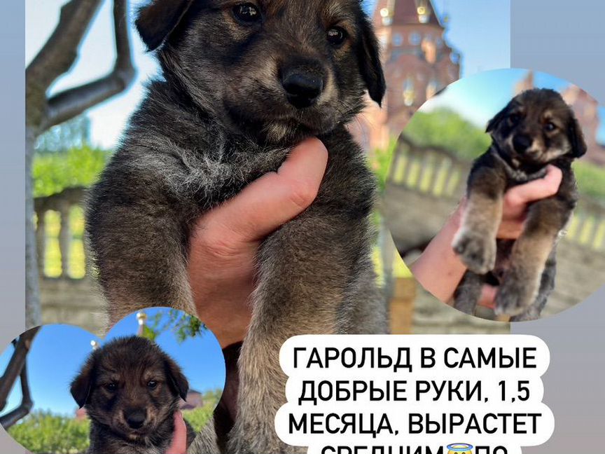 Щенок Гарольд, 1,5 месяца, будет средним