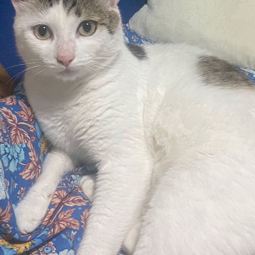 Отдам кота в добрые руки