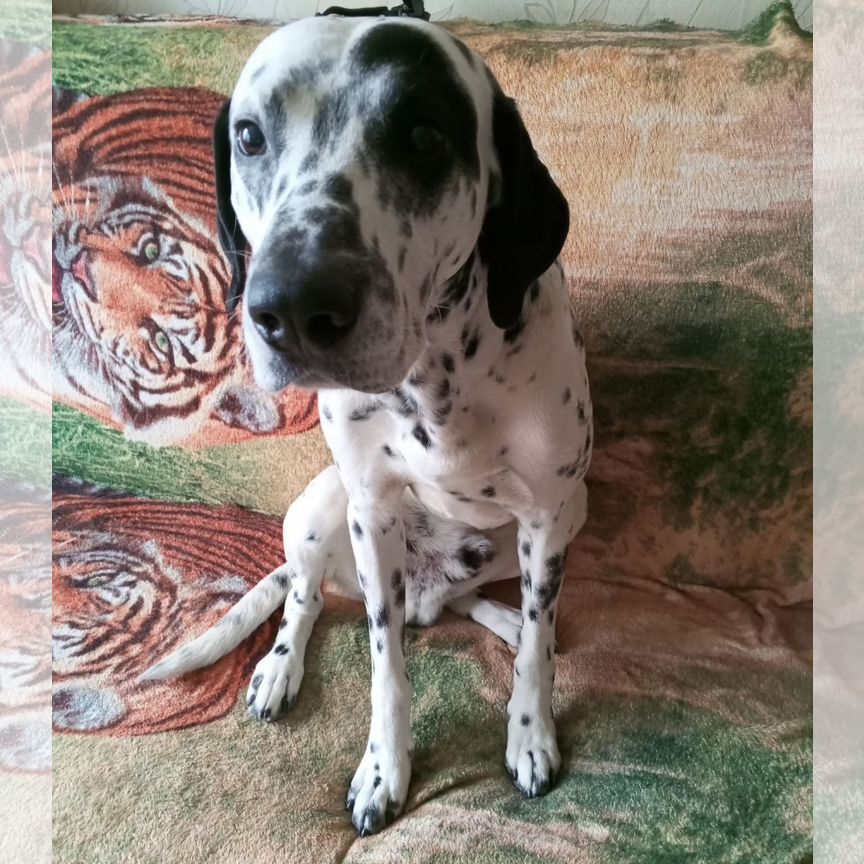 Ждём невесту