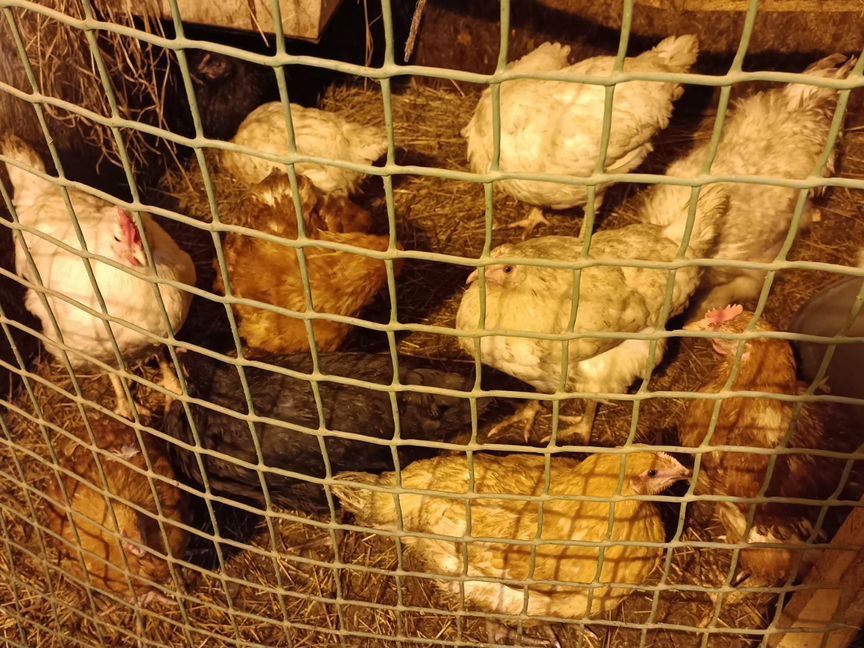 Куры молодки домашние