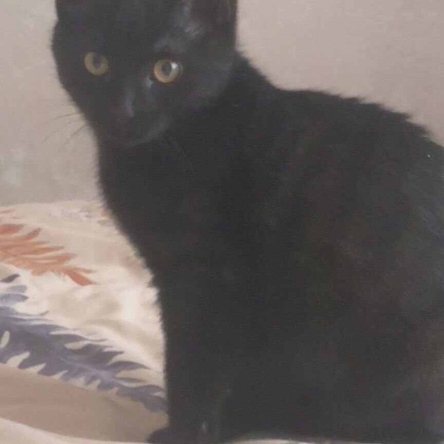 Черный котенок девочка