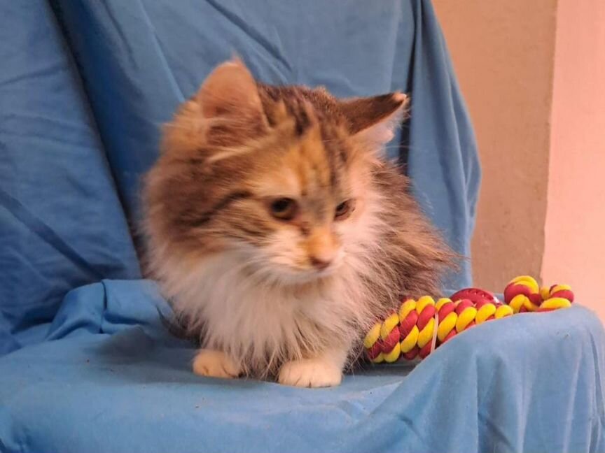 Кошечки сестрички