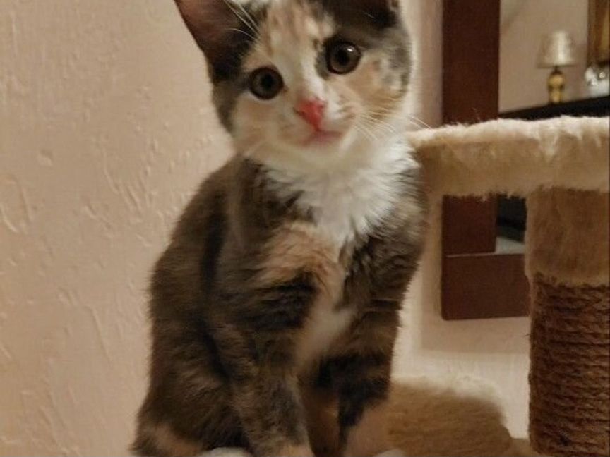 Котенок 3 мес в добрые руки бесплатно