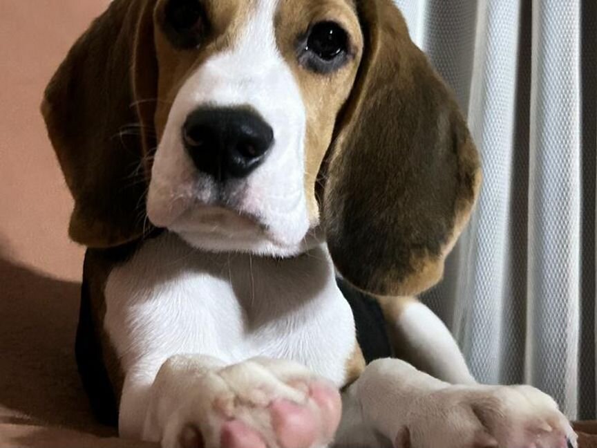 Продам щека Бигль