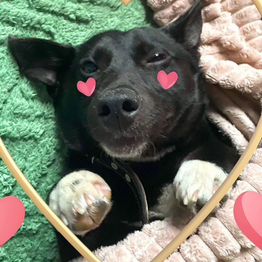 Взрослая собака в добрые руки