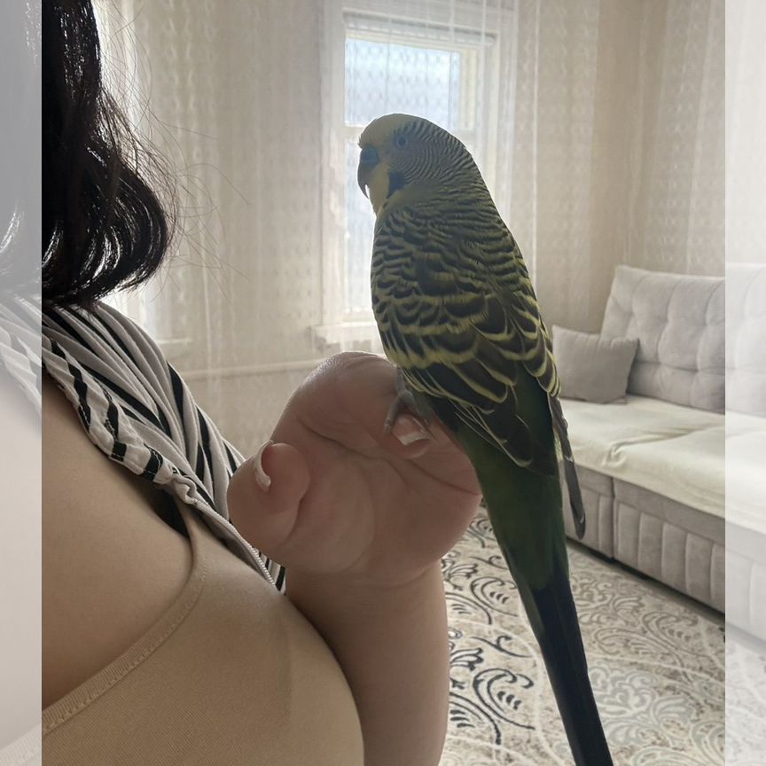 Волнистый попугай