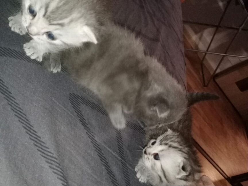 Шотландские вислоухие котята