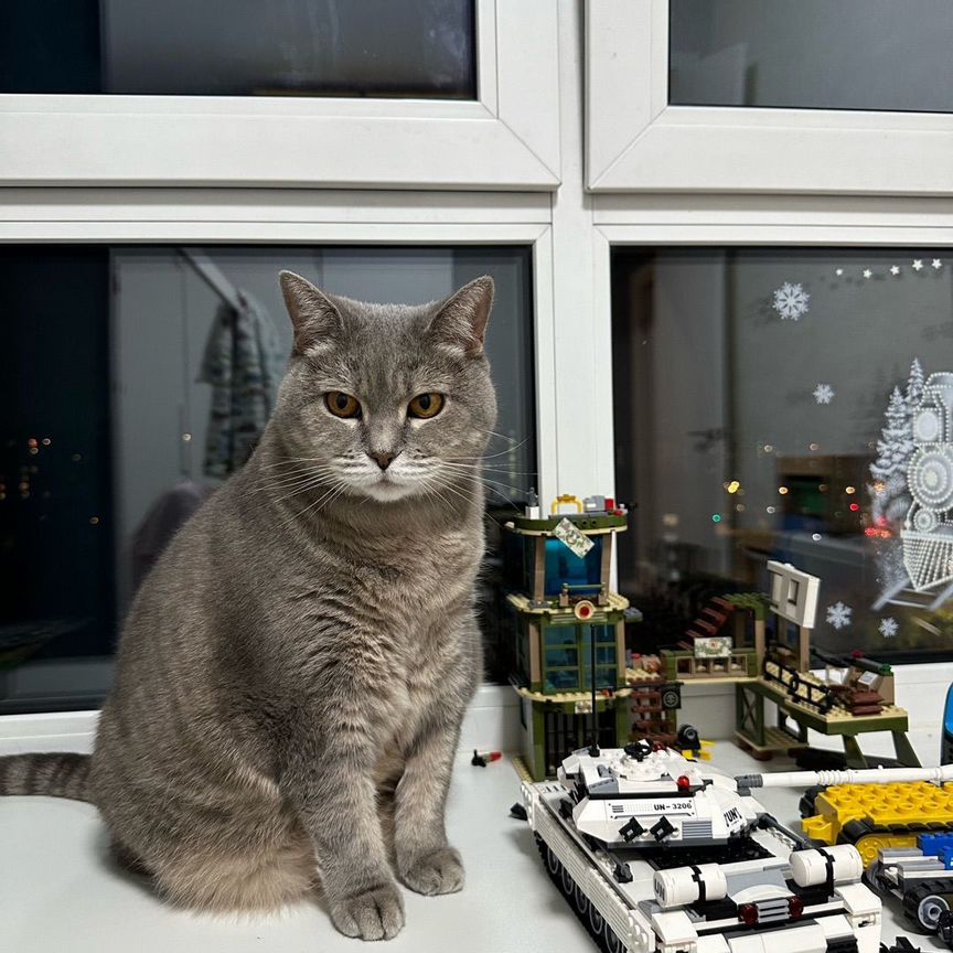 Кошечке нужна новая семья