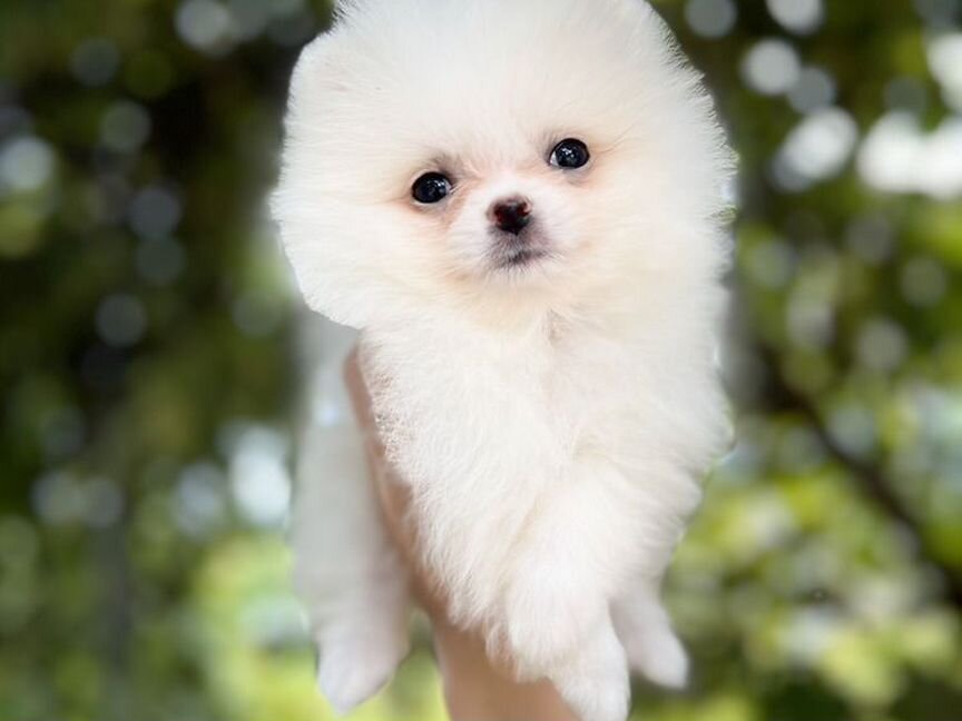 Щеночек Шпица