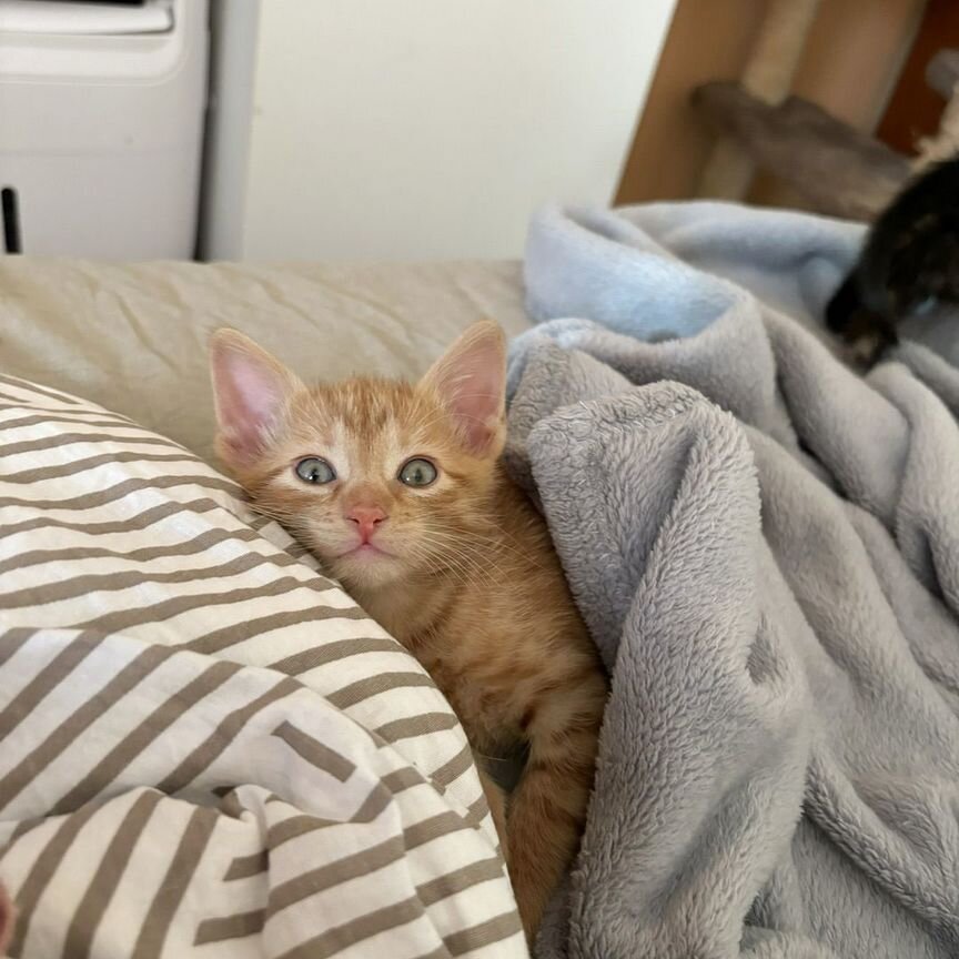 Котята в добрые руки 1 месяц