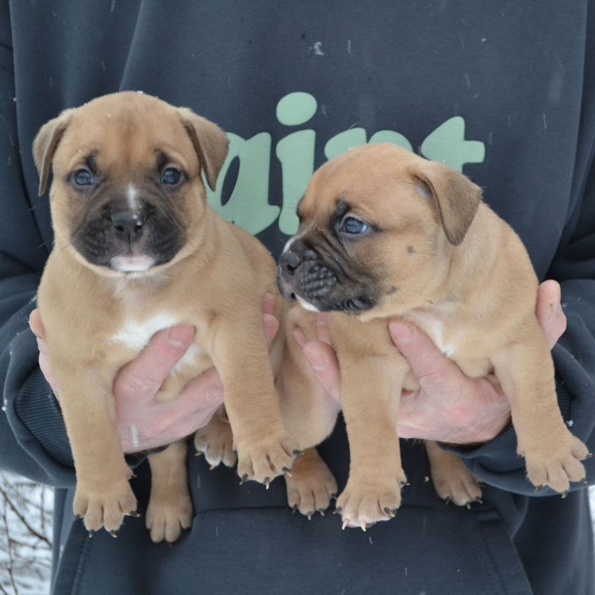 Американский булли, щенок