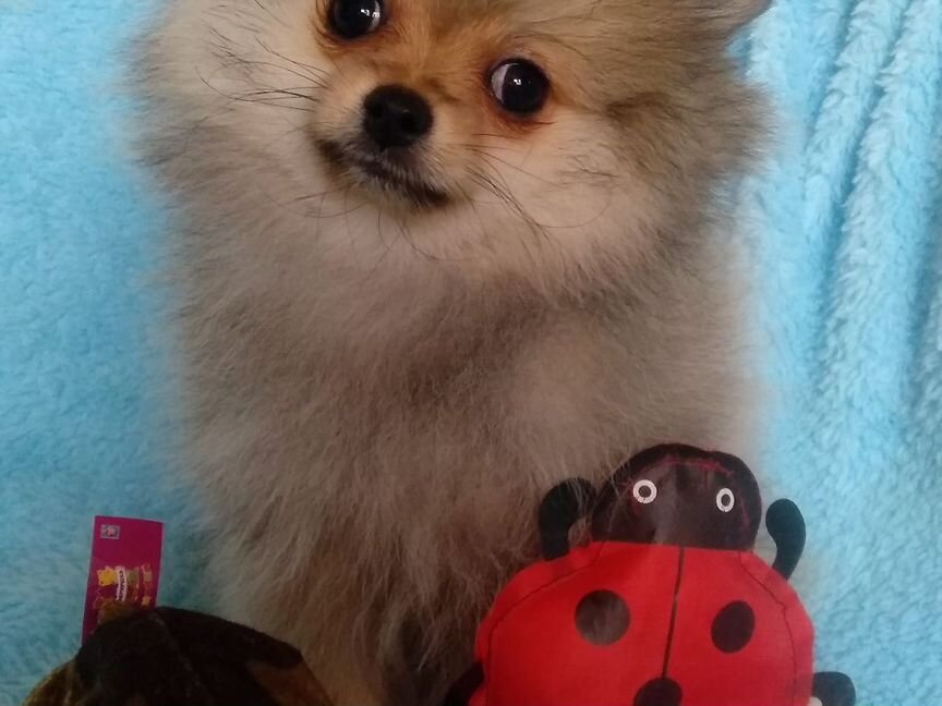 Красотка Померанский шпиц