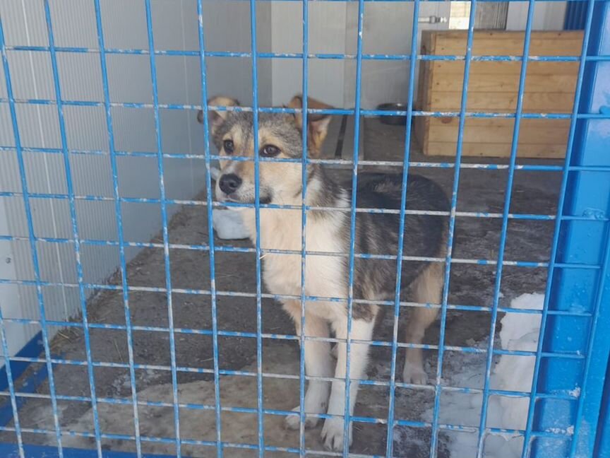 Песик-пацан в самую добрую семью