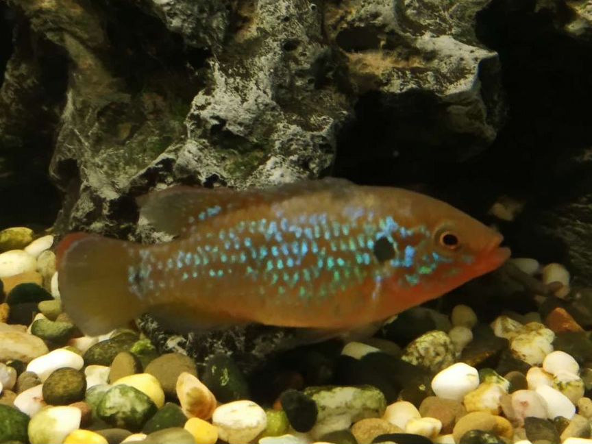 Аквариумные рыбки