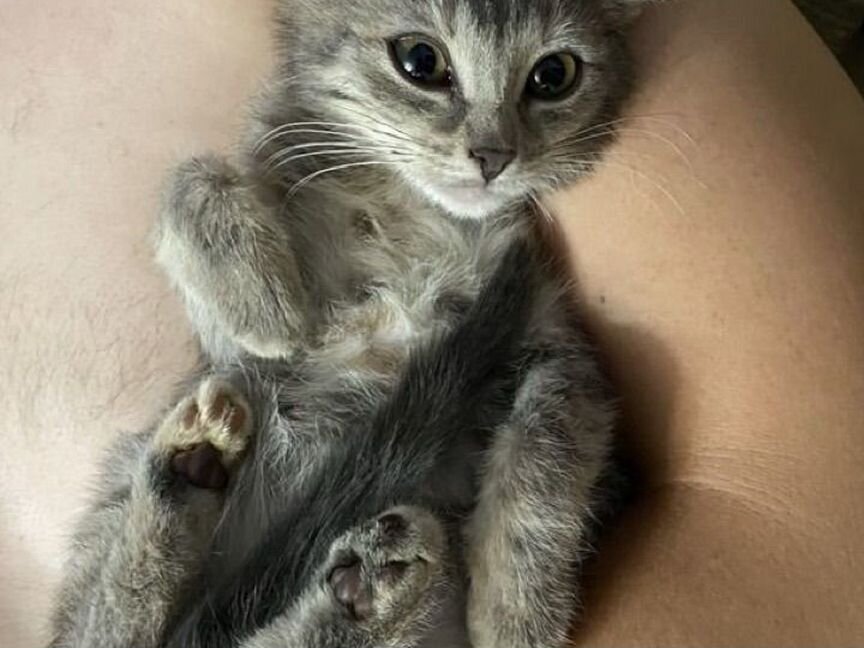 Котенок девочка в добрые руки 2 месяца