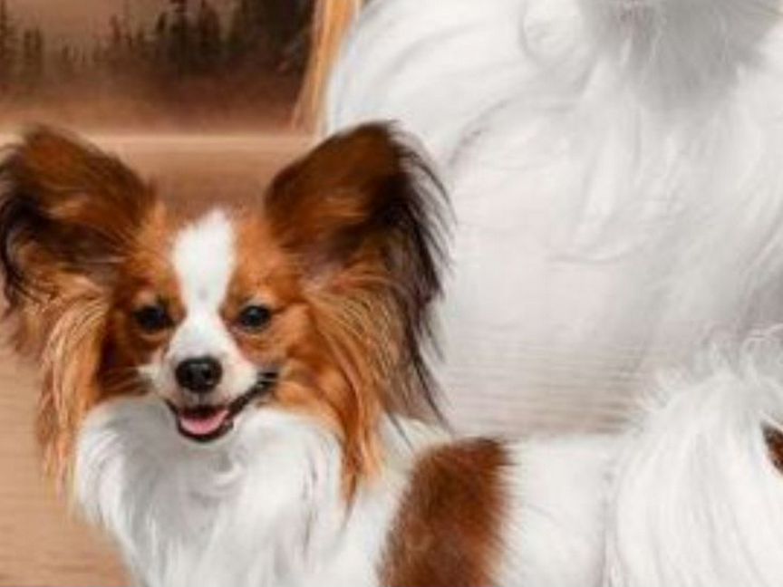 Щенки папийона