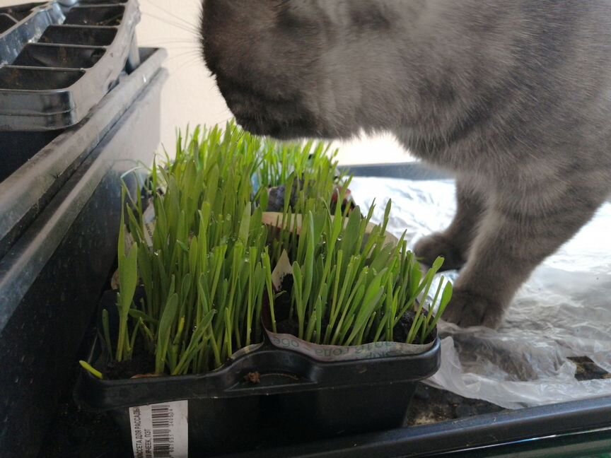 Трава для кошек