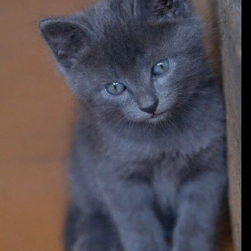 Серебряная девочка 1,5 мес