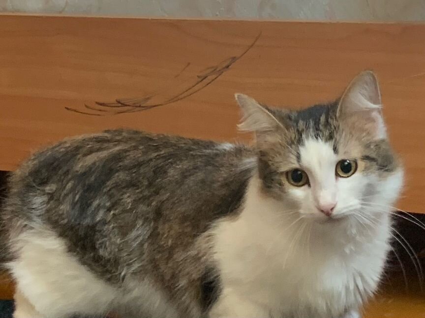 Отдам кошку в добрые руки