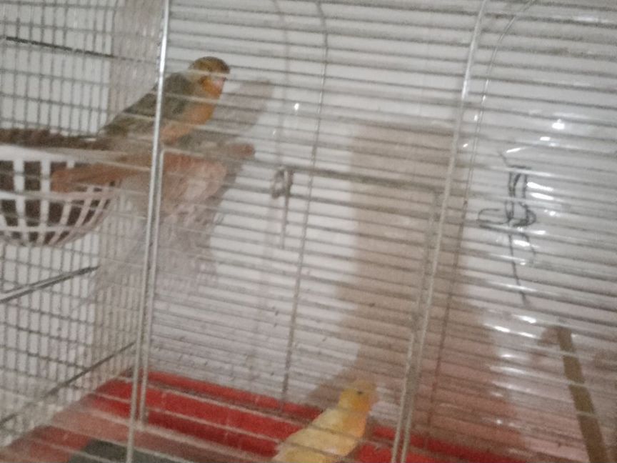 Канарейка кенар