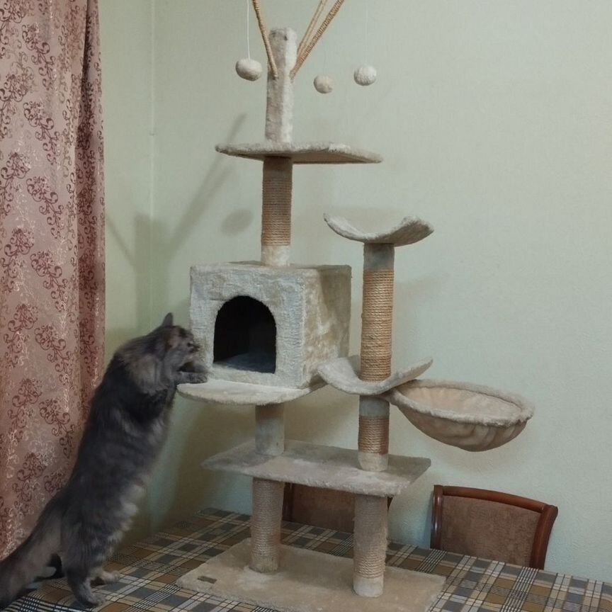 Кошачий комплекс бу