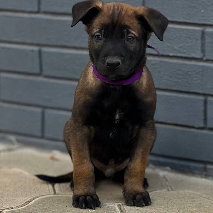 Щенки бельгийской овчарки малинуа