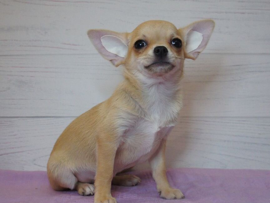 Малыш Чихуахуа