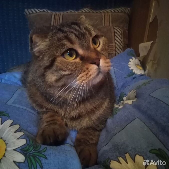 Кошка Баффи шотландская ищет дом