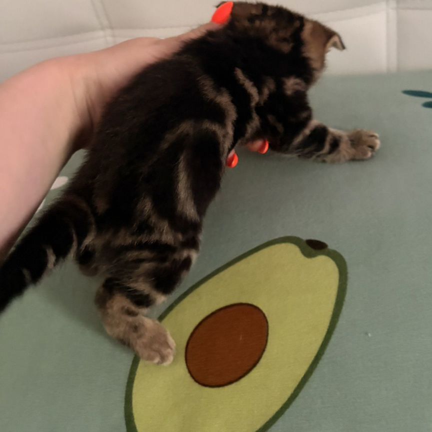 Шотландский вислоухий короткошёрстный котёнок