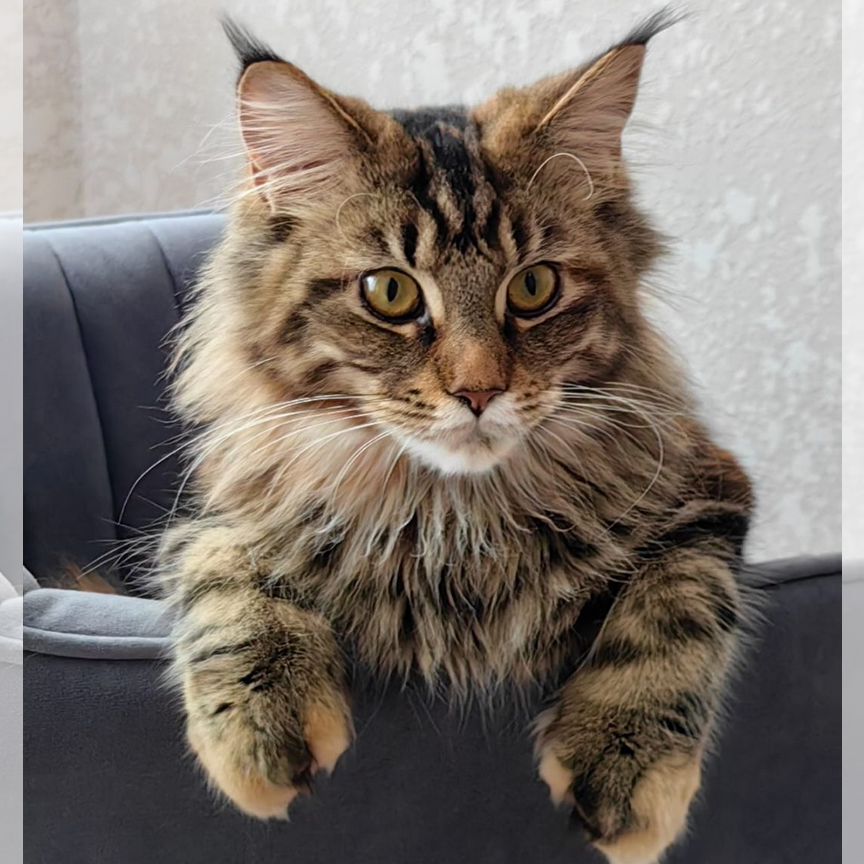 Мейн-кун полидакт